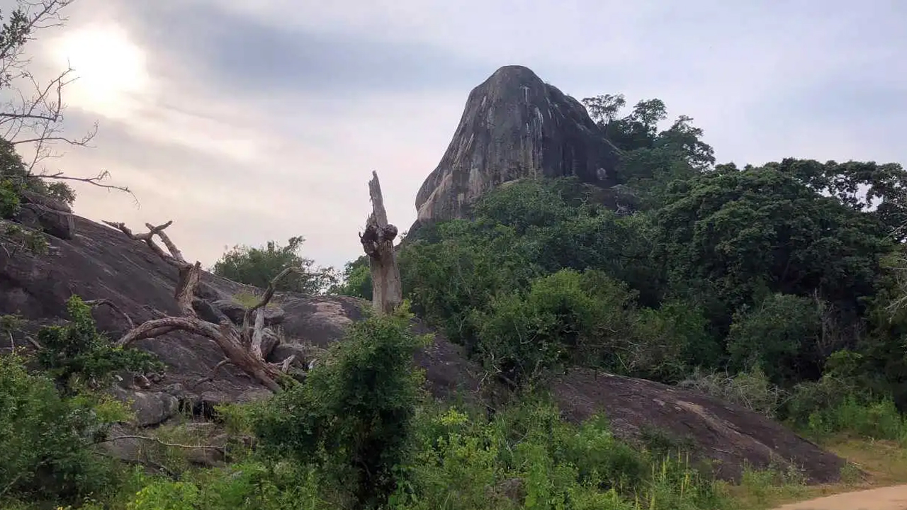 Yala Leopards – Unfiltered Nature