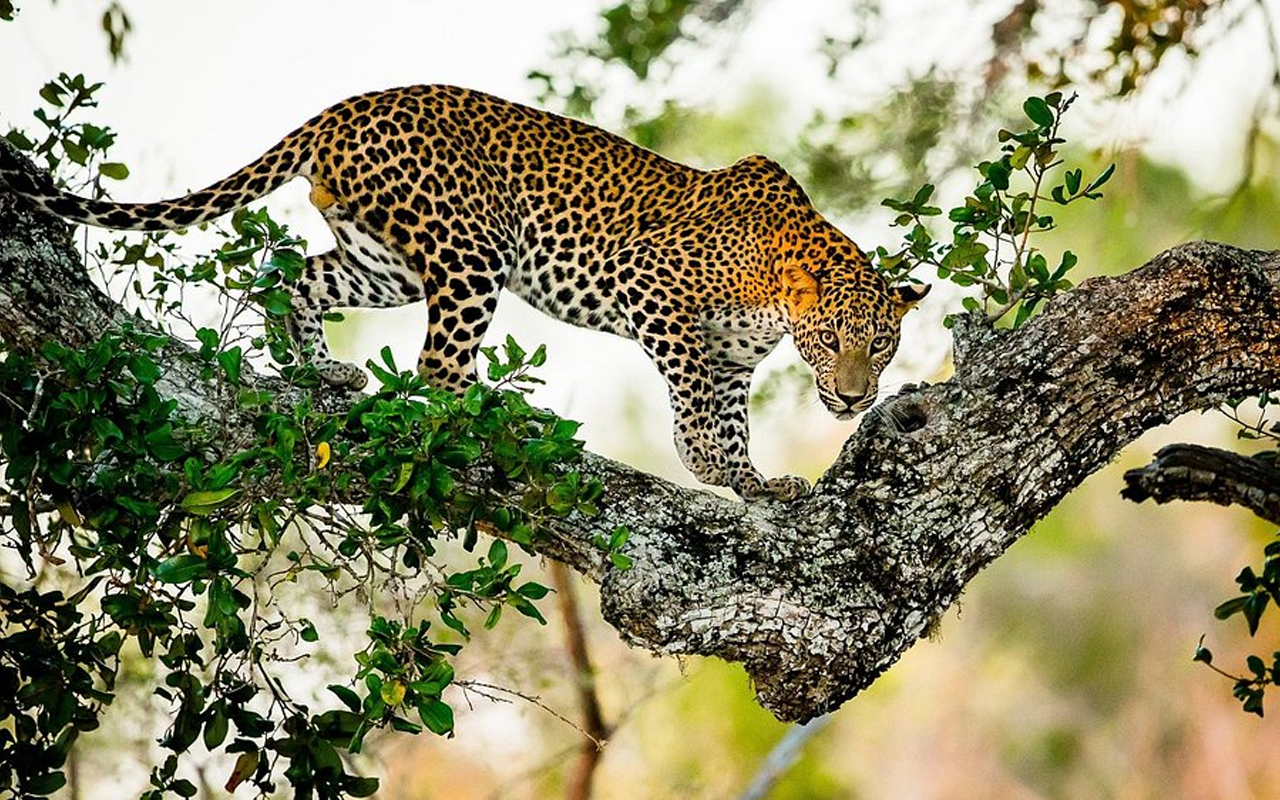 Yala Leopards – Unfiltered Nature